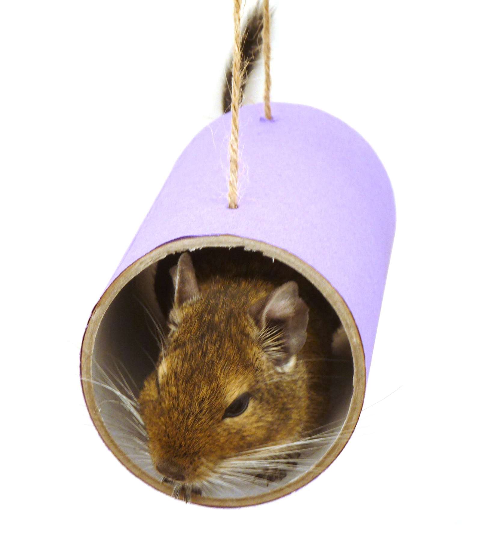 Totally Degu chewchewbs - Choice of colours - Totally Degu - Fun stuff ...